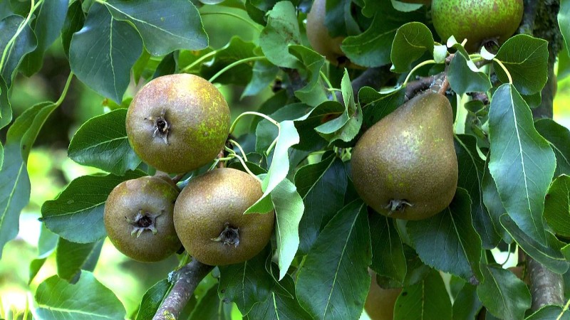 Birne (Pyrus communis) - im Pflanzenlexikon >> GartenNatur.com