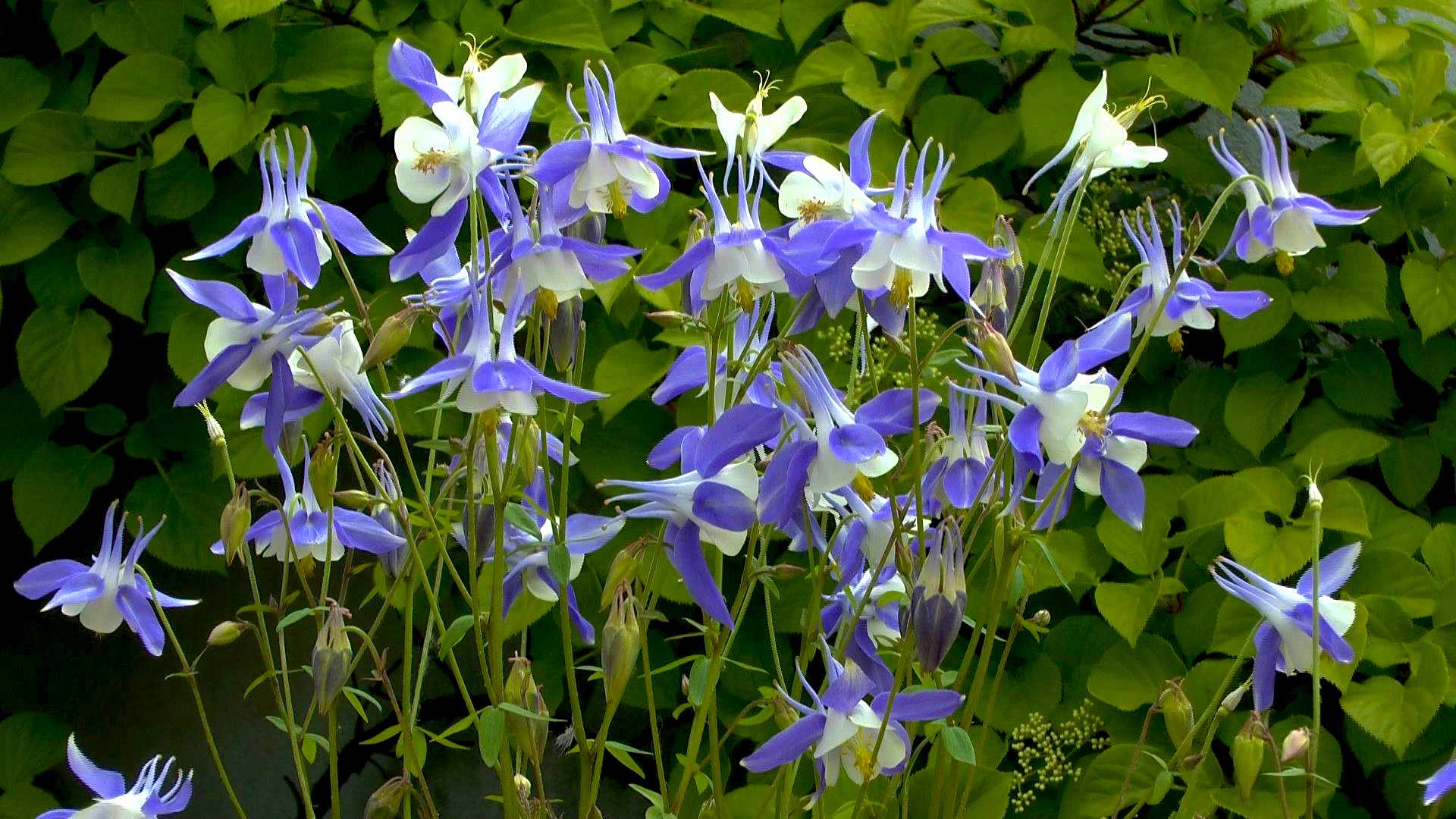 Akelei (Gotteshut, Teufelsglocke) im Pflanzenlexikon >> GartenNatur.com