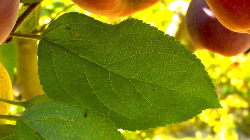 Apfel - Video, Pflegehinweise, Gärtnertipps und weitere Informationen ...