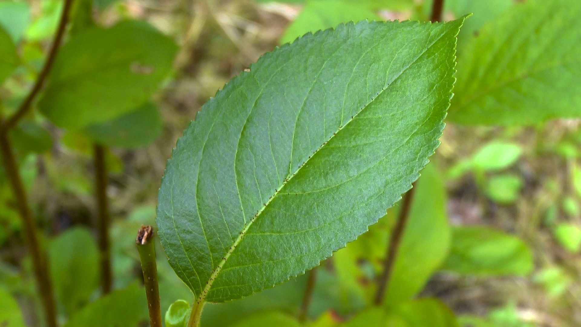 Aronia / Apfelbeere - im Pflanzenlexikon >> GartenNatur.com