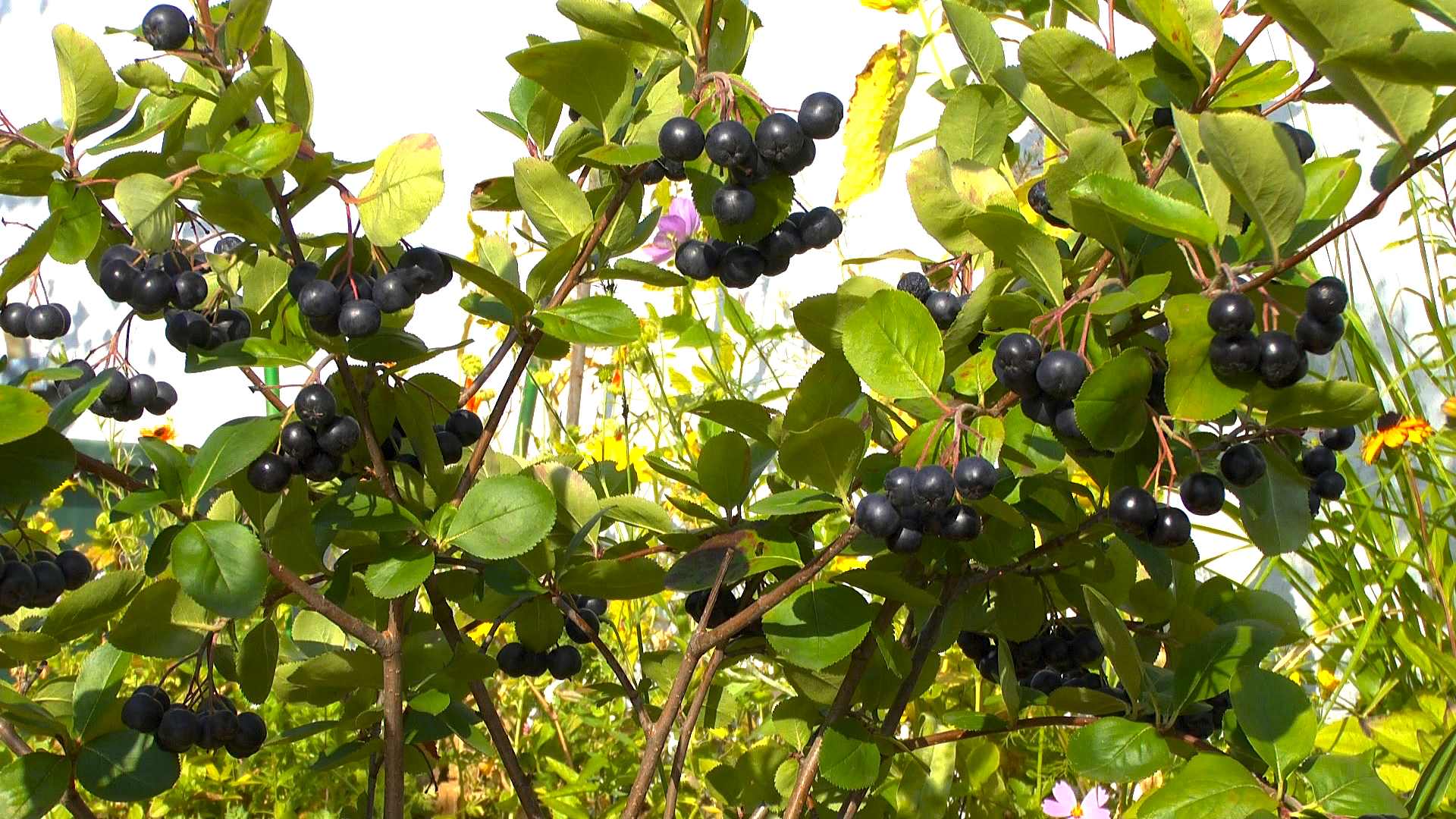 Aronia / Apfelbeere - im Pflanzenlexikon >> GartenNatur.com