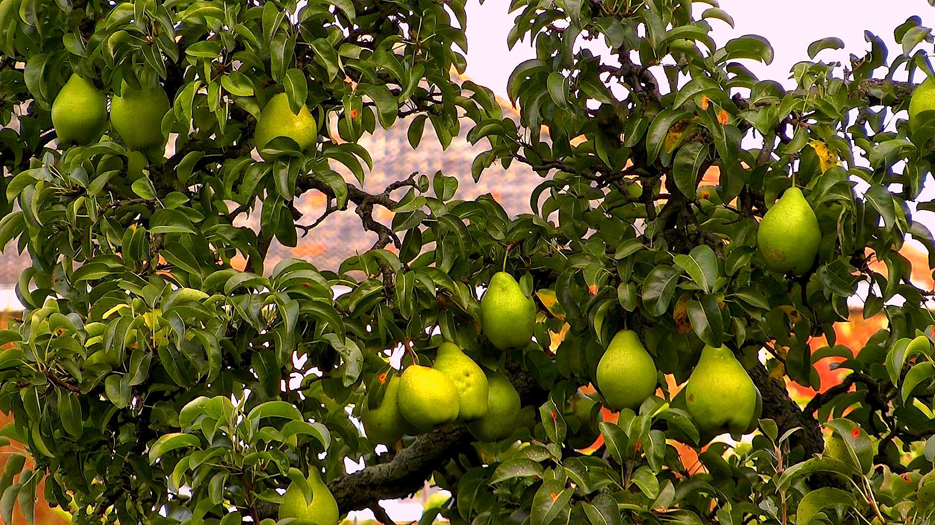 Birne (Pyrus communis) - im Pflanzenlexikon >> GartenNatur.com