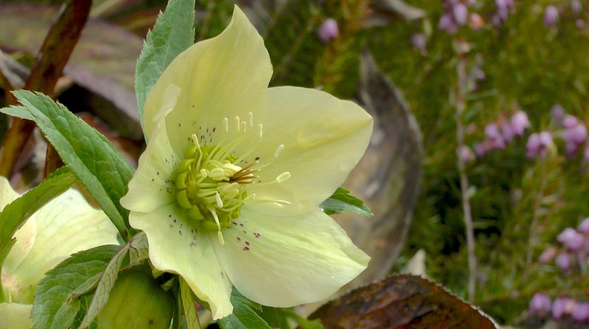 Christrose (Helleborus niger) - im Pflanzenlexikon >> GartenNatur.com