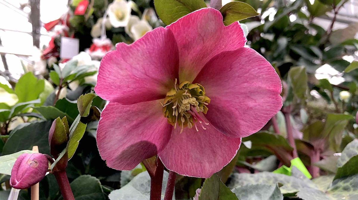 Christrose (Helleborus niger) - im Pflanzenlexikon >> GartenNatur.com