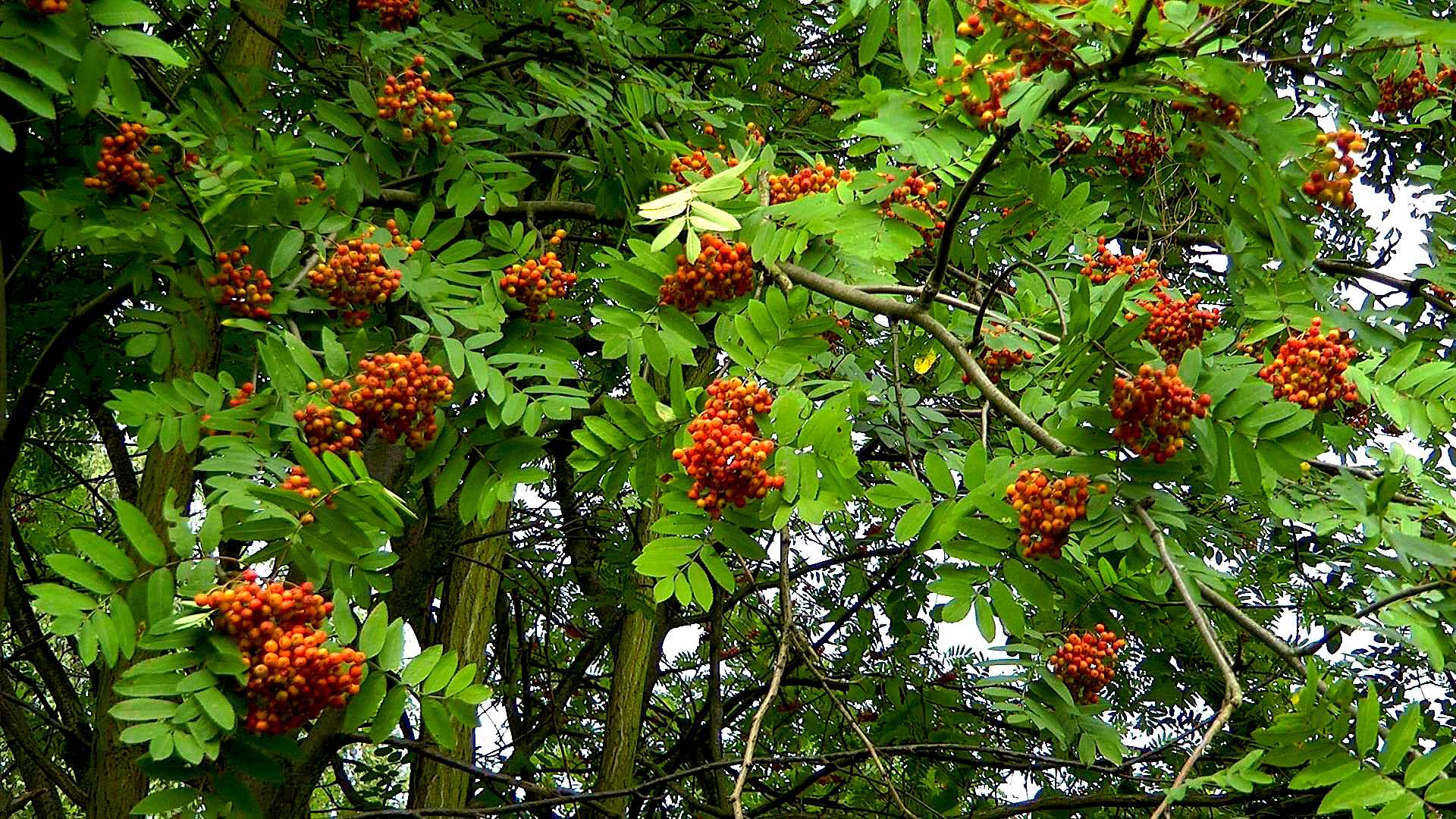 Eberesche / Vogelbeere - im Pflanzenlexikon >> GartenNatur.com