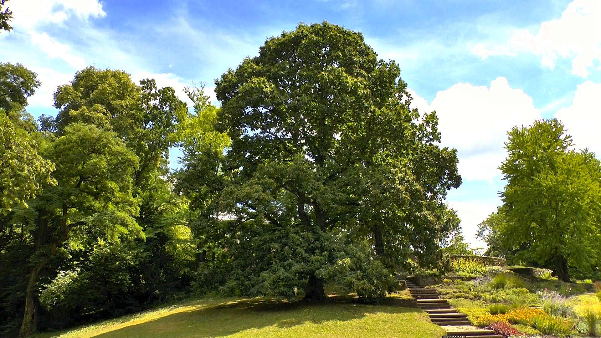 Edelkastanie / Esskastanie - im Pflanzenlexikon >> GartenNatur.com