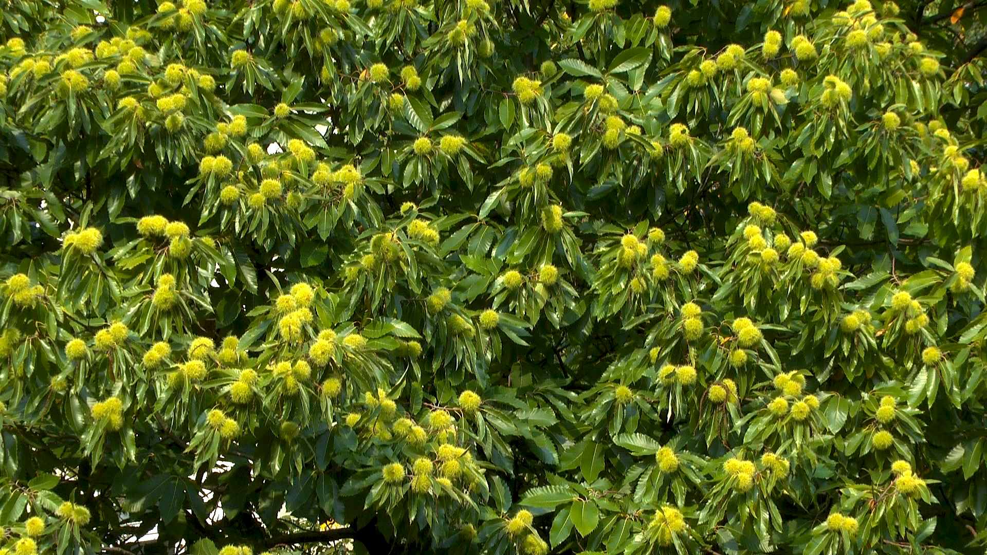 Edelkastanie / Esskastanie - im Pflanzenlexikon >> GartenNatur.com