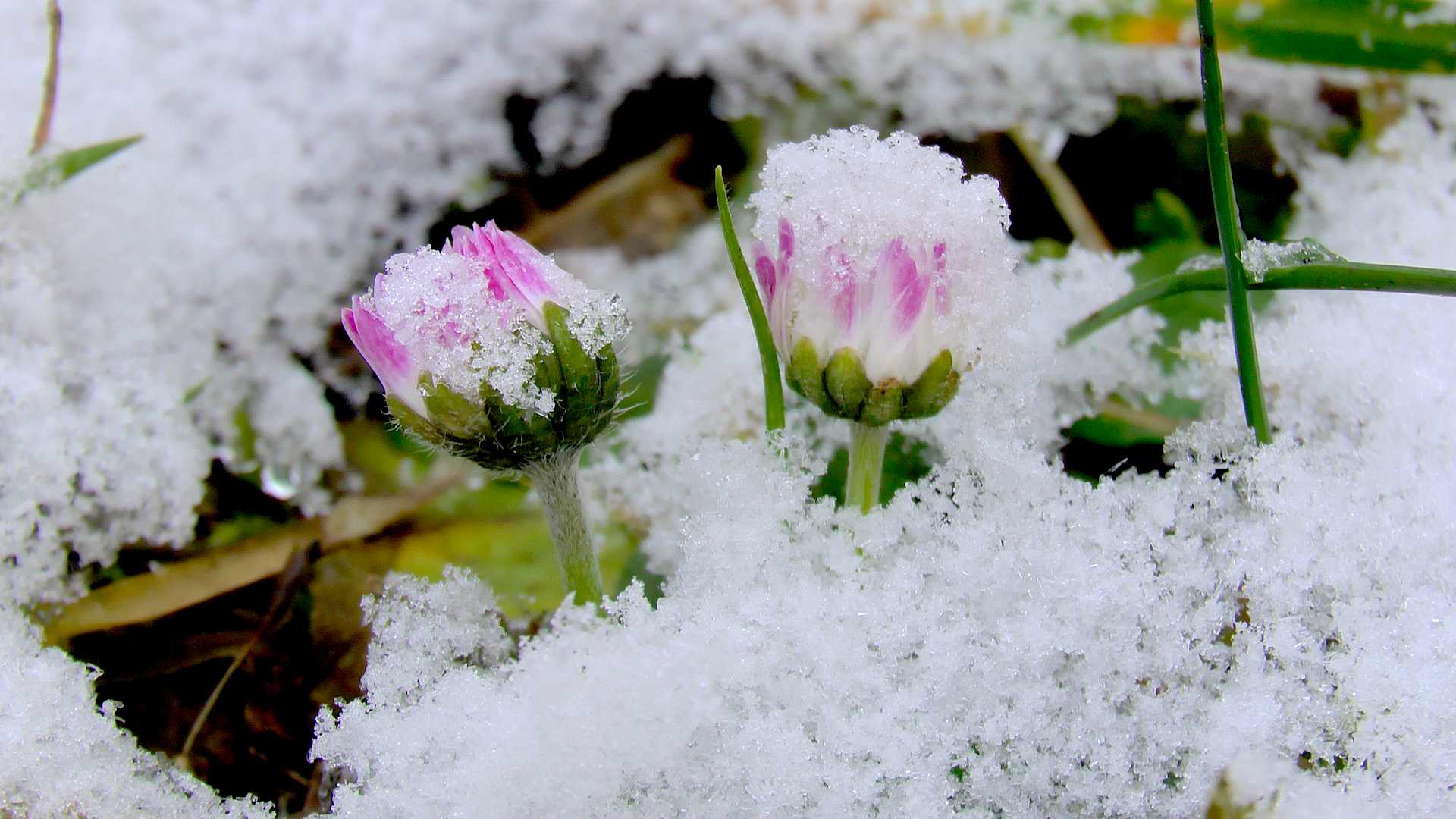 Gänseblümchen (Bellis perennis) - im Pflanzenlexikon >> GartenNatur.com
