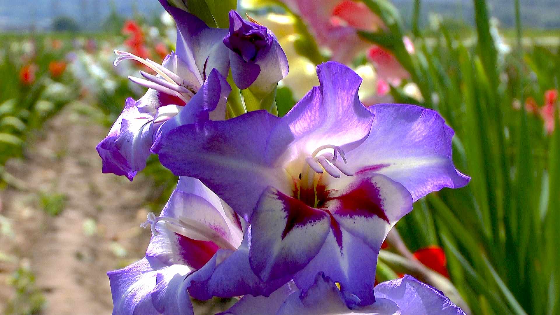 Gladiole (Gladiolus) - im Pflanzenlexikon >> GartenNatur.com