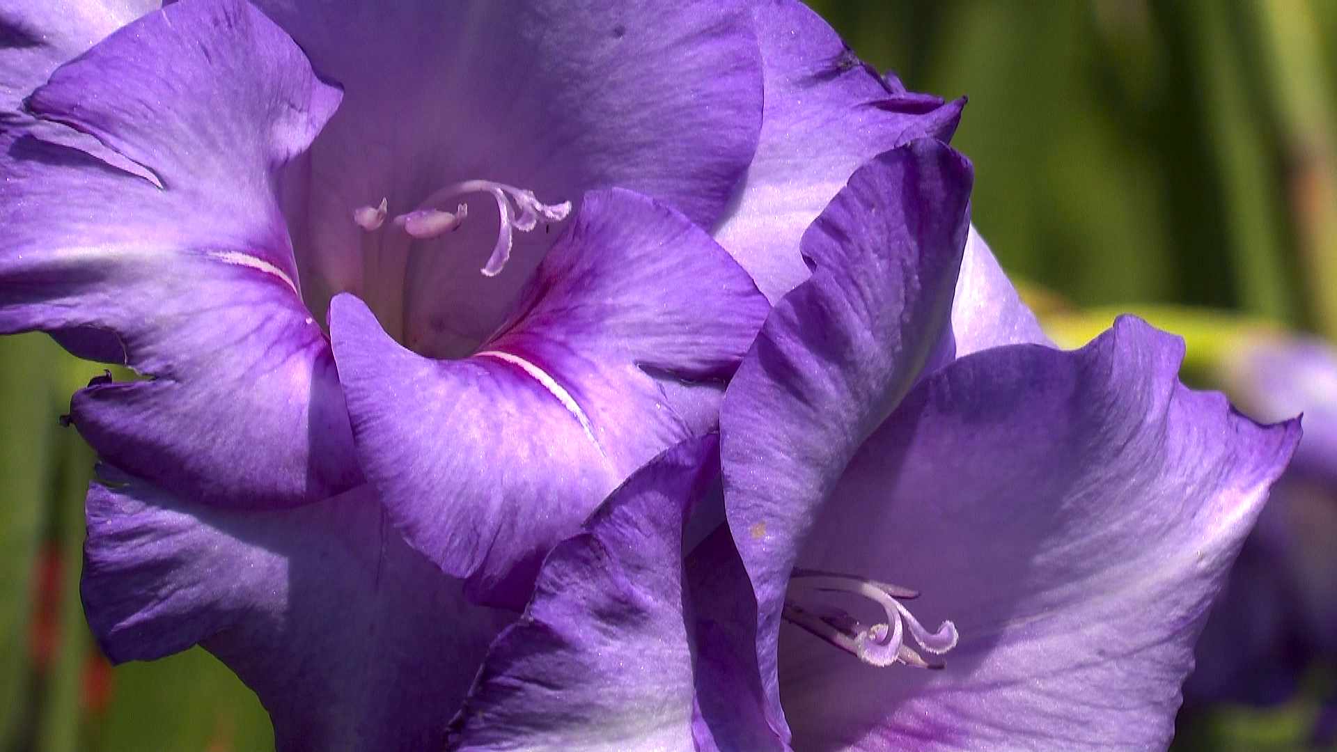 Gladiole (Gladiolus) - im Pflanzenlexikon >> GartenNatur.com