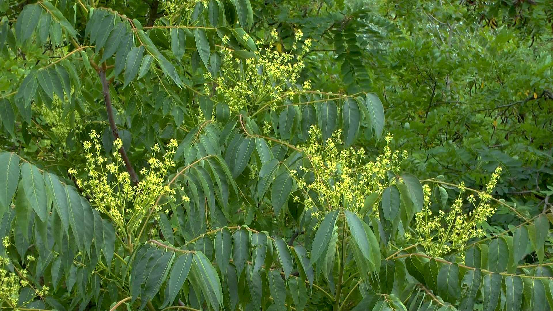 Götterbaum (Ailanthus altissima) - im Pflanzenlexikon >> GartenNatur.com