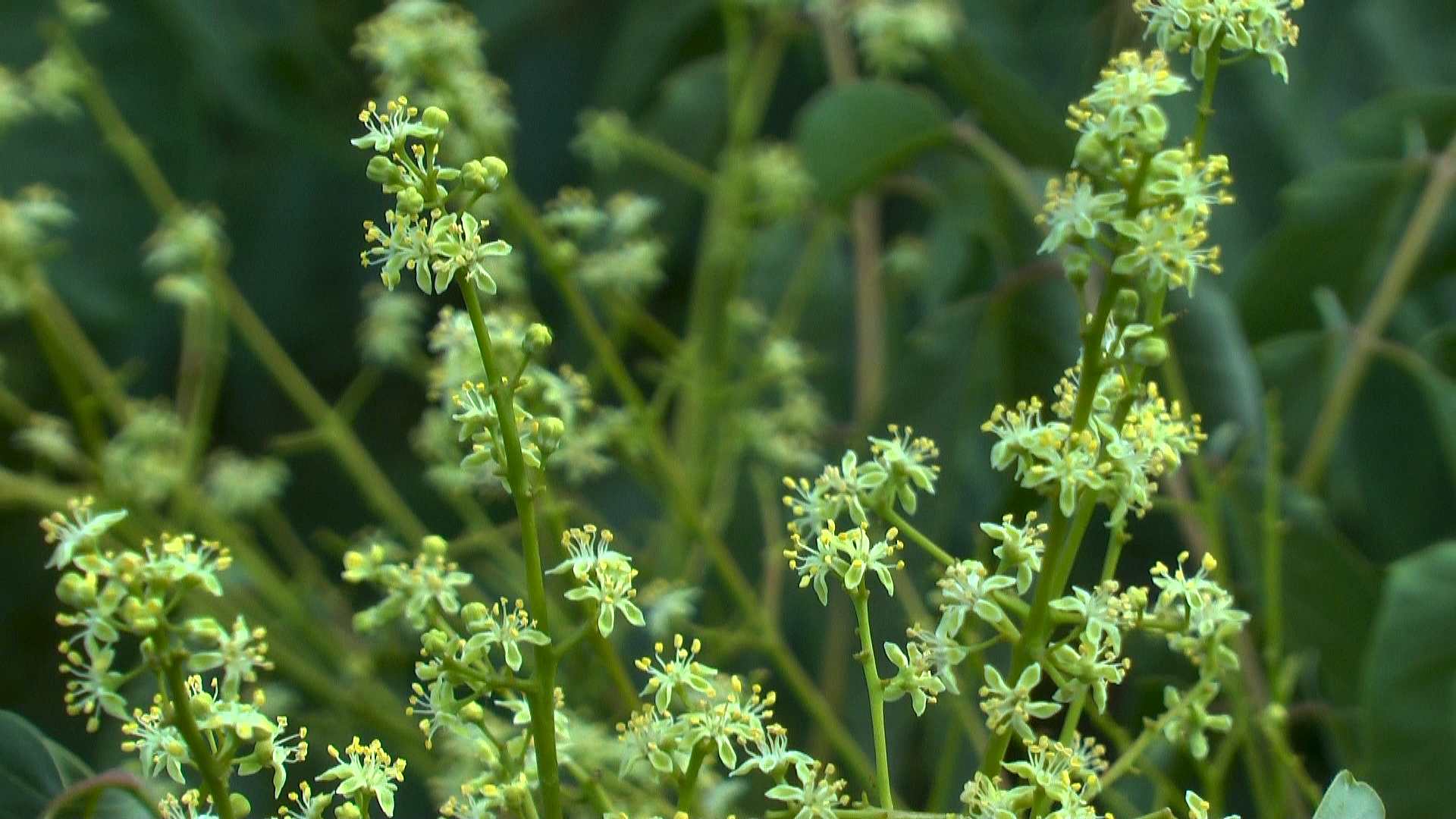Götterbaum (Ailanthus altissima) - im Pflanzenlexikon >> GartenNatur.com