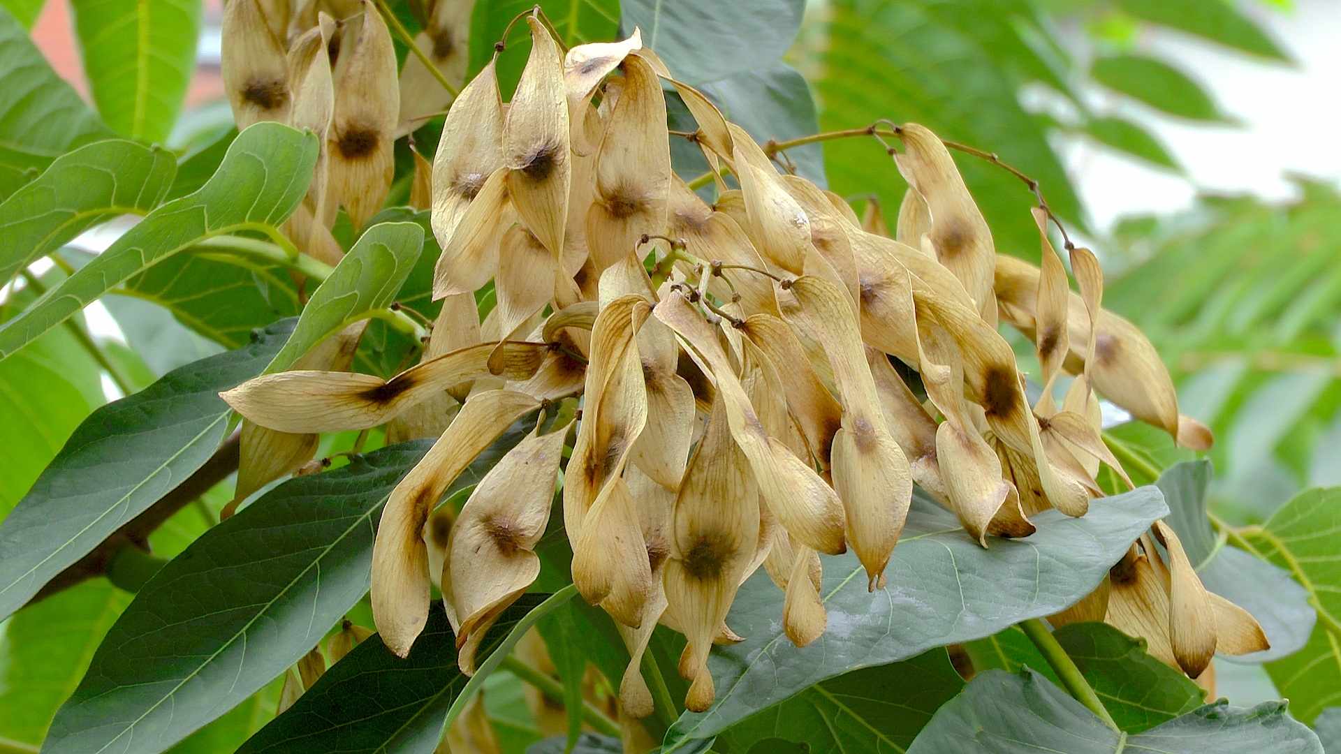 Götterbaum (Ailanthus altissima) - im Pflanzenlexikon >> GartenNatur.com
