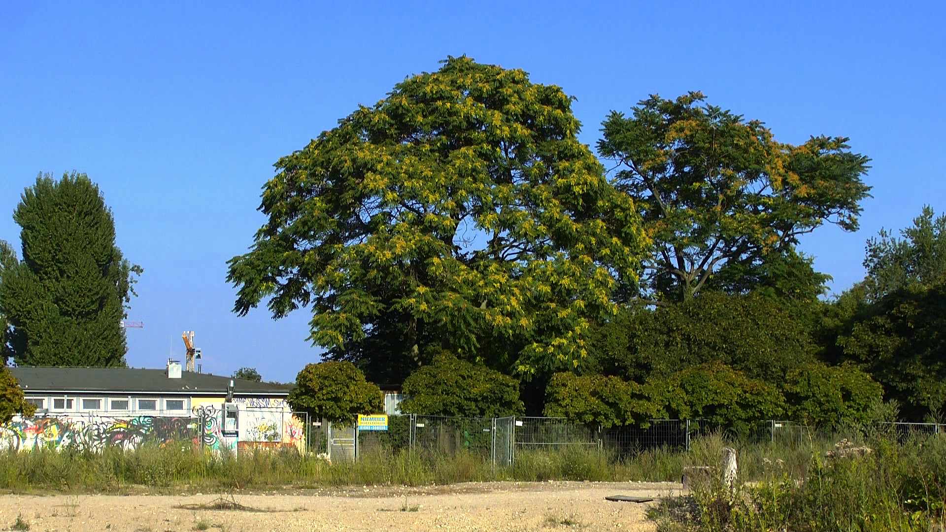 Götterbaum (Ailanthus altissima) - im Pflanzenlexikon >> GartenNatur.com