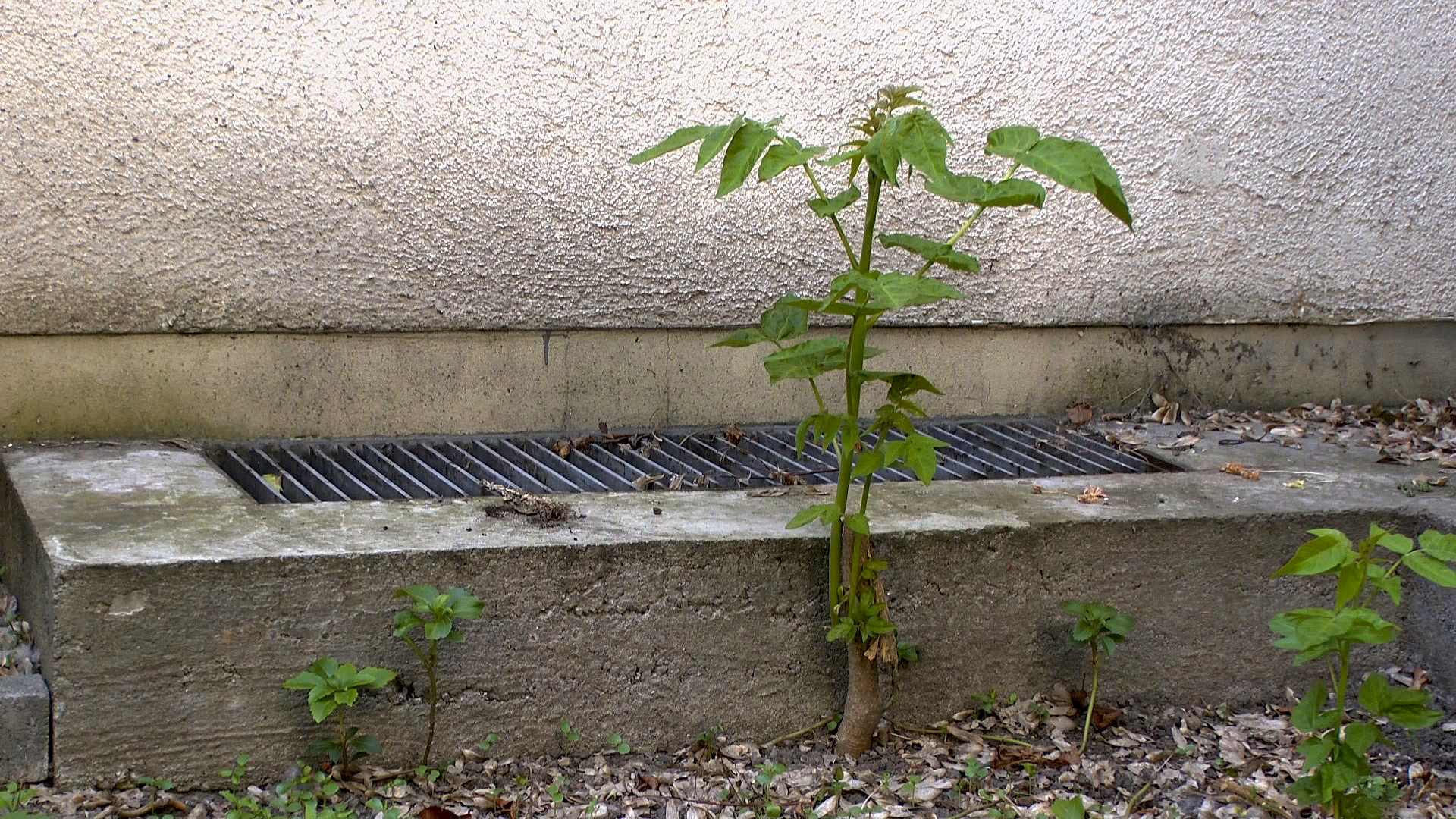 Götterbaum (Ailanthus altissima) - im Pflanzenlexikon >> GartenNatur.com