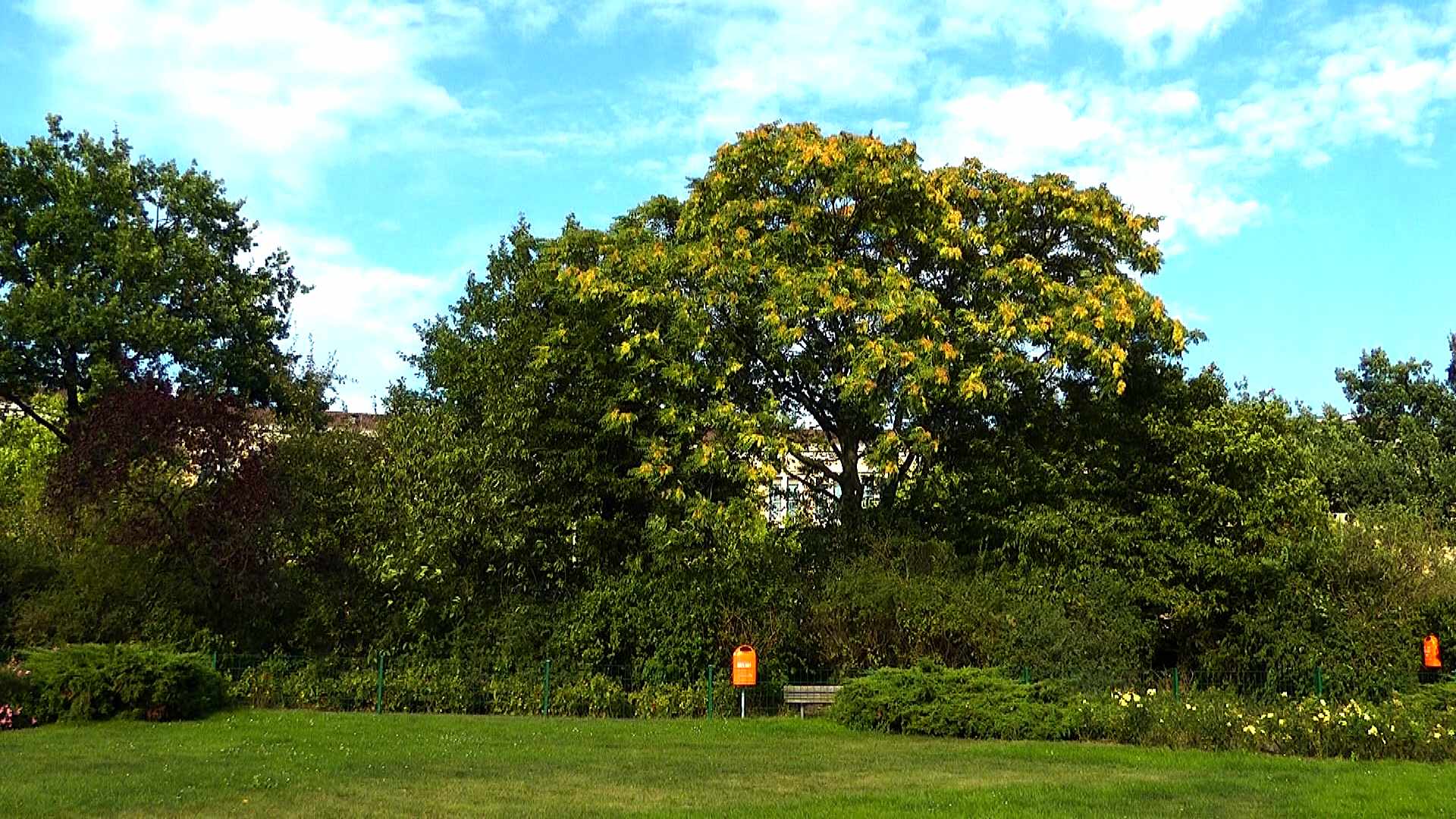 Götterbaum (Ailanthus altissima) - im Pflanzenlexikon >> GartenNatur.com