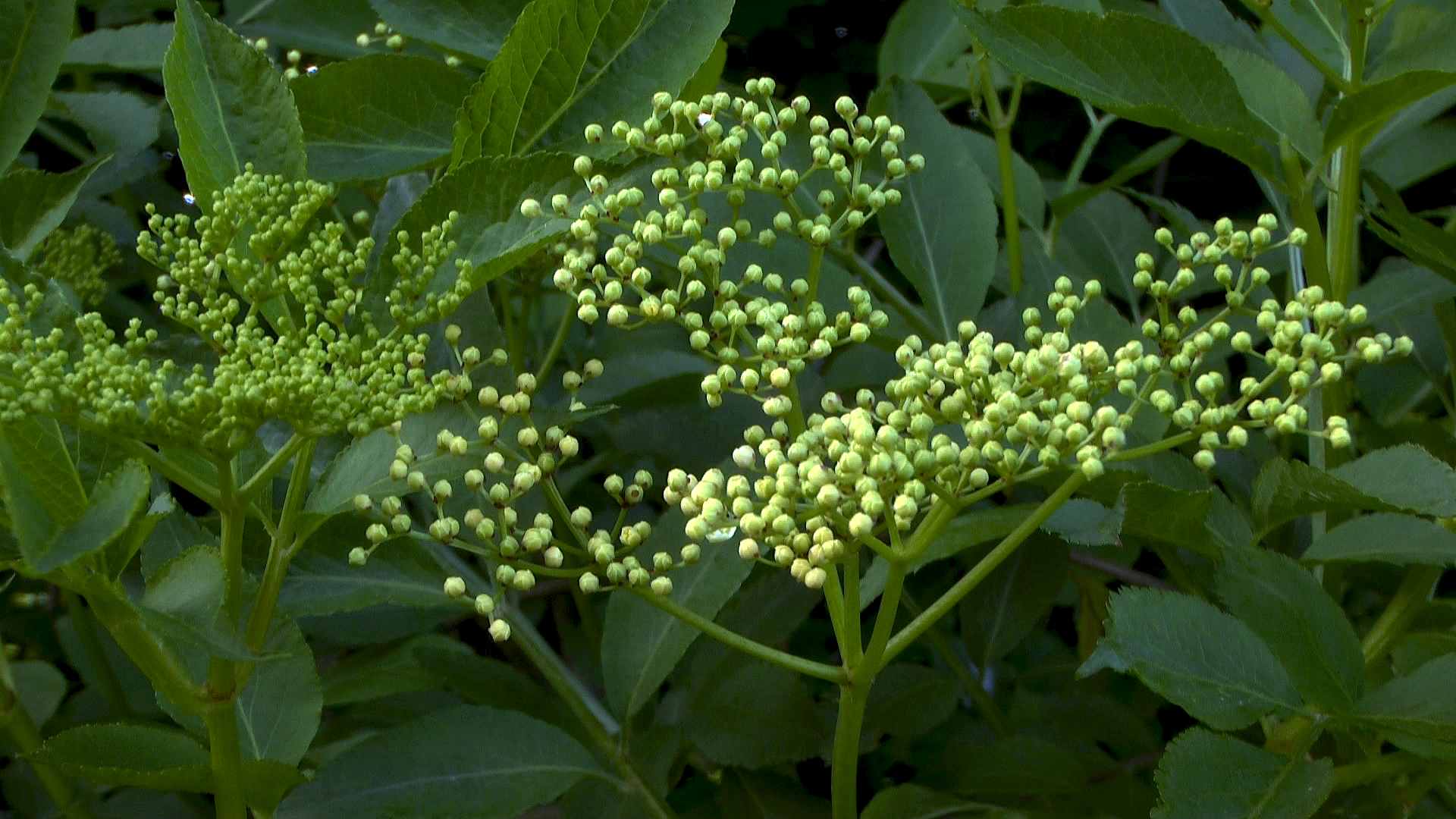 Holunder (Sambucus) - im Pflanzenlexikon >> GartenNatur.com