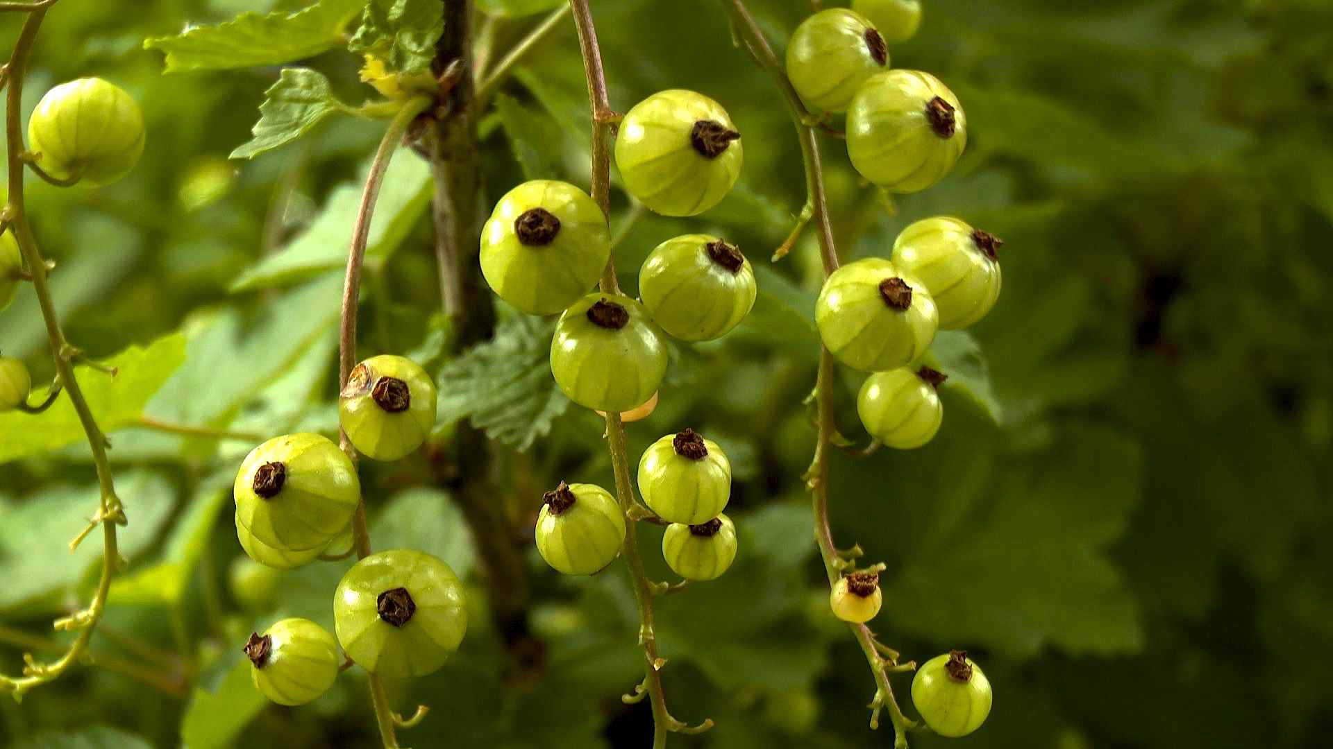Johannisbeere (Ribes) - im Pflanzenlexikon >> GartenNatur.com