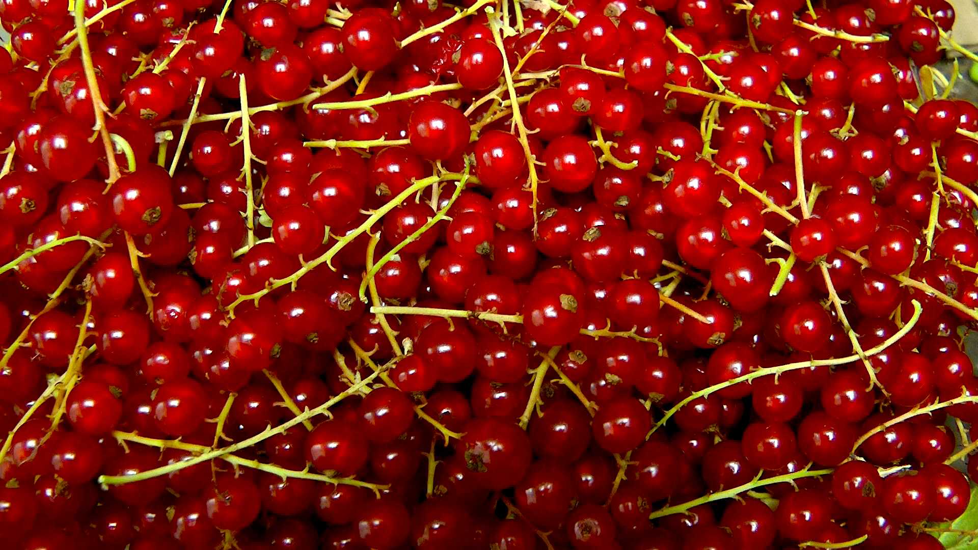 Johannisbeere (Ribes) - im Pflanzenlexikon >> GartenNatur.com