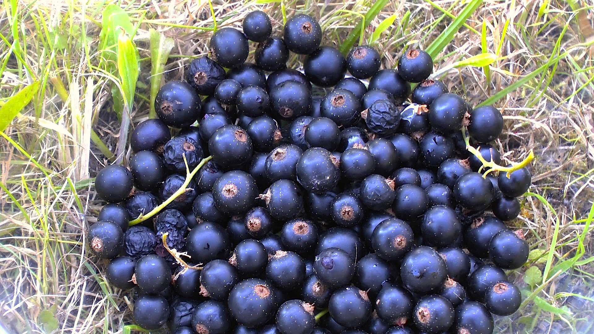 Johannisbeere (Ribes) - im Pflanzenlexikon >> GartenNatur.com
