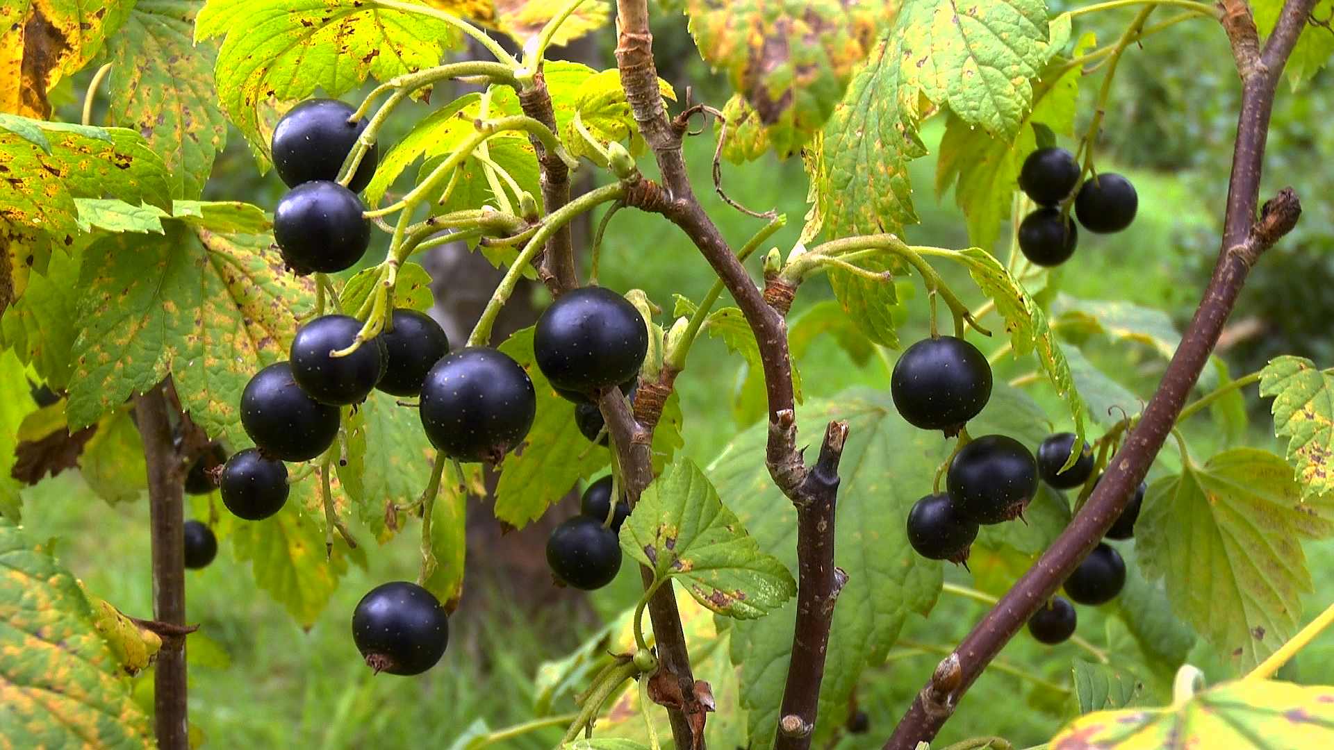 Johannisbeere (Ribes) - im Pflanzenlexikon >> GartenNatur.com