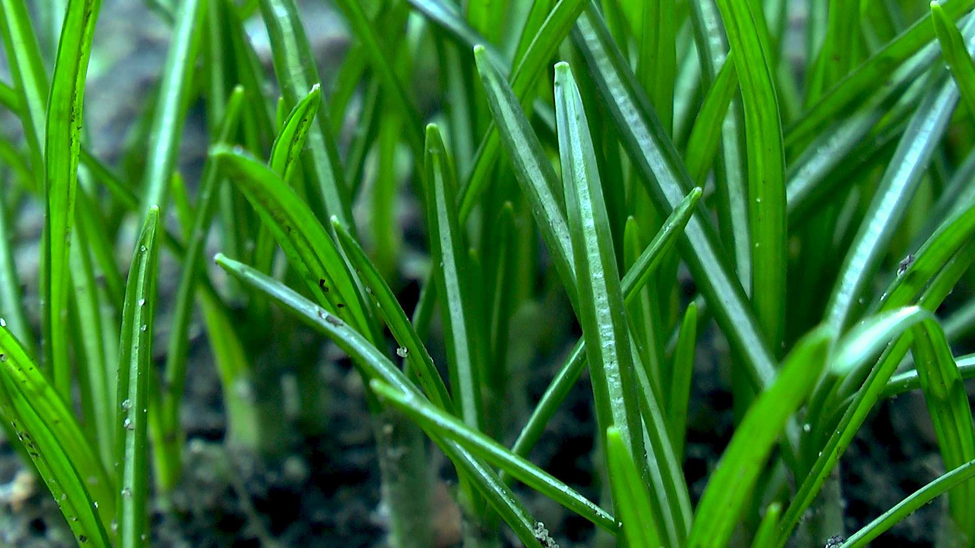 Krokus (Crocus) - im Pflanzenlexikon >> GartenNatur.com