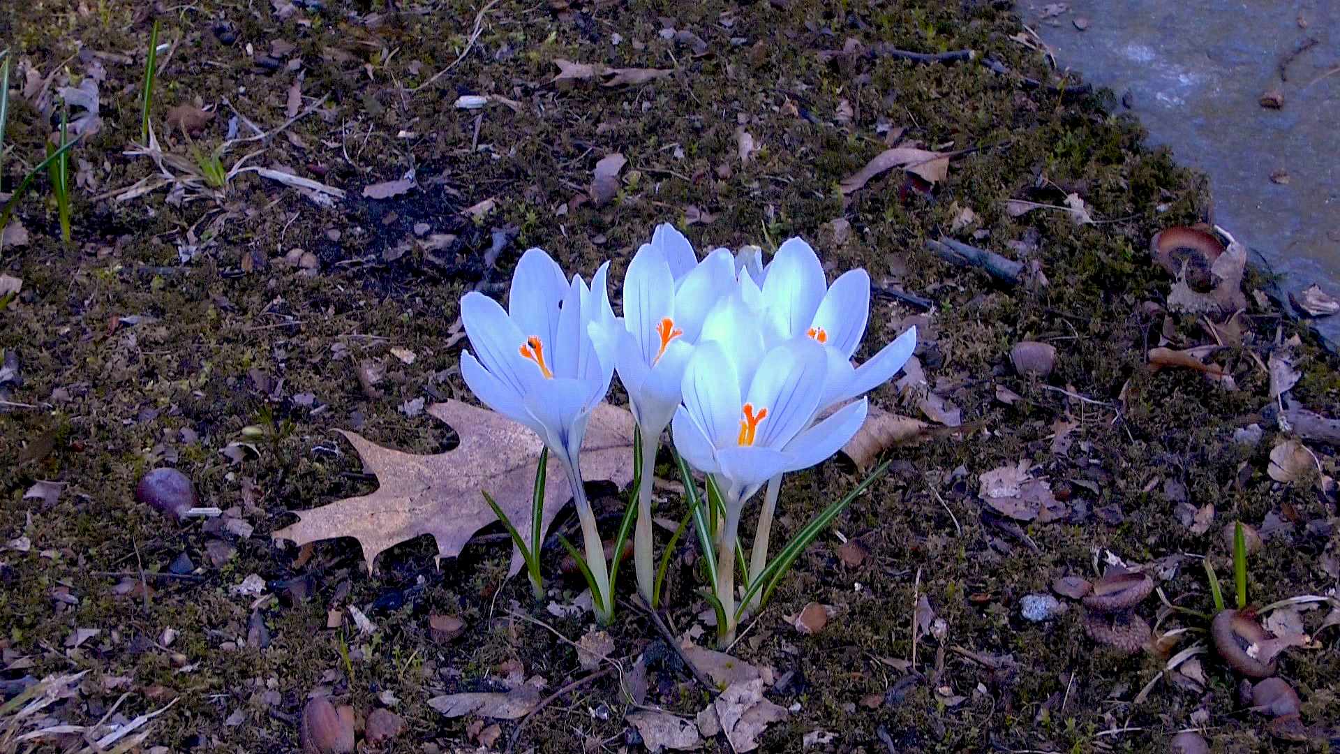 Krokus (Crocus) - im Pflanzenlexikon >> GartenNatur.com