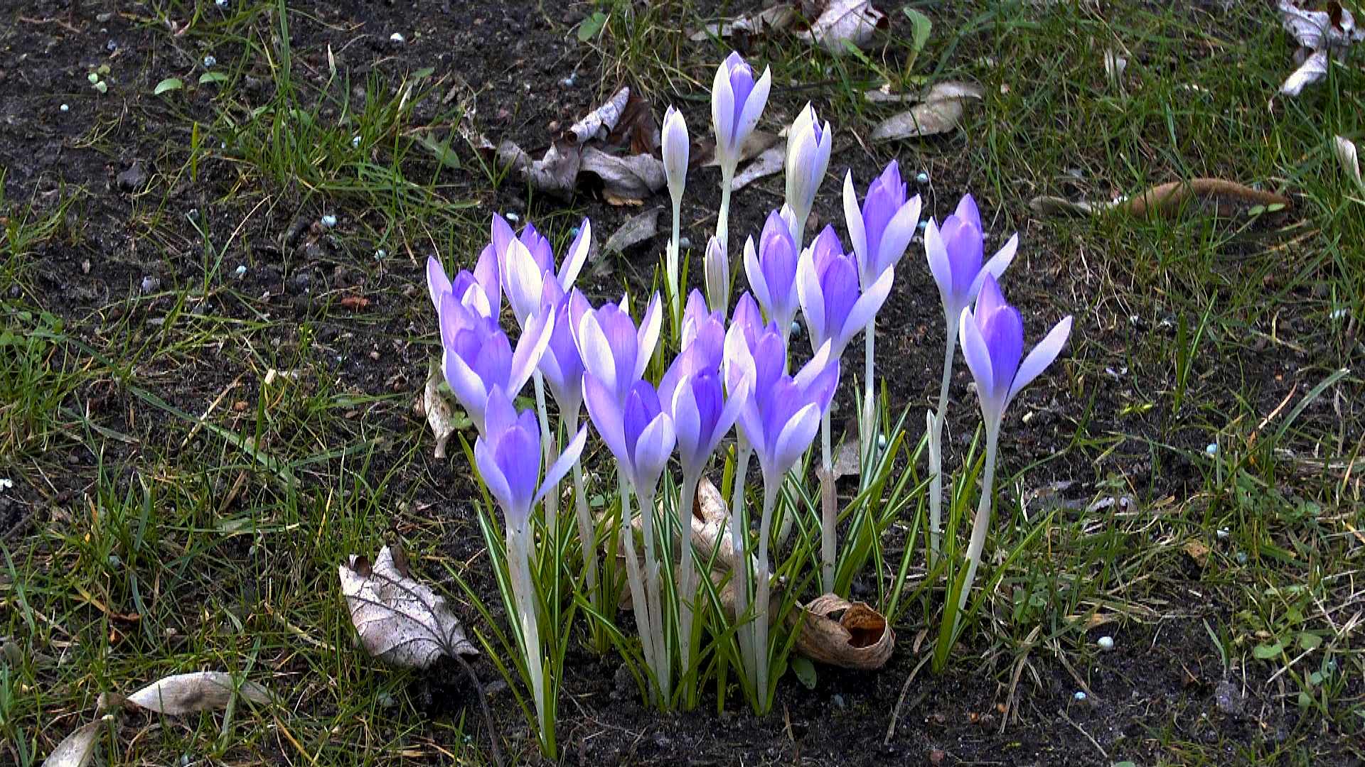 Krokus (Crocus) - im Pflanzenlexikon >> GartenNatur.com