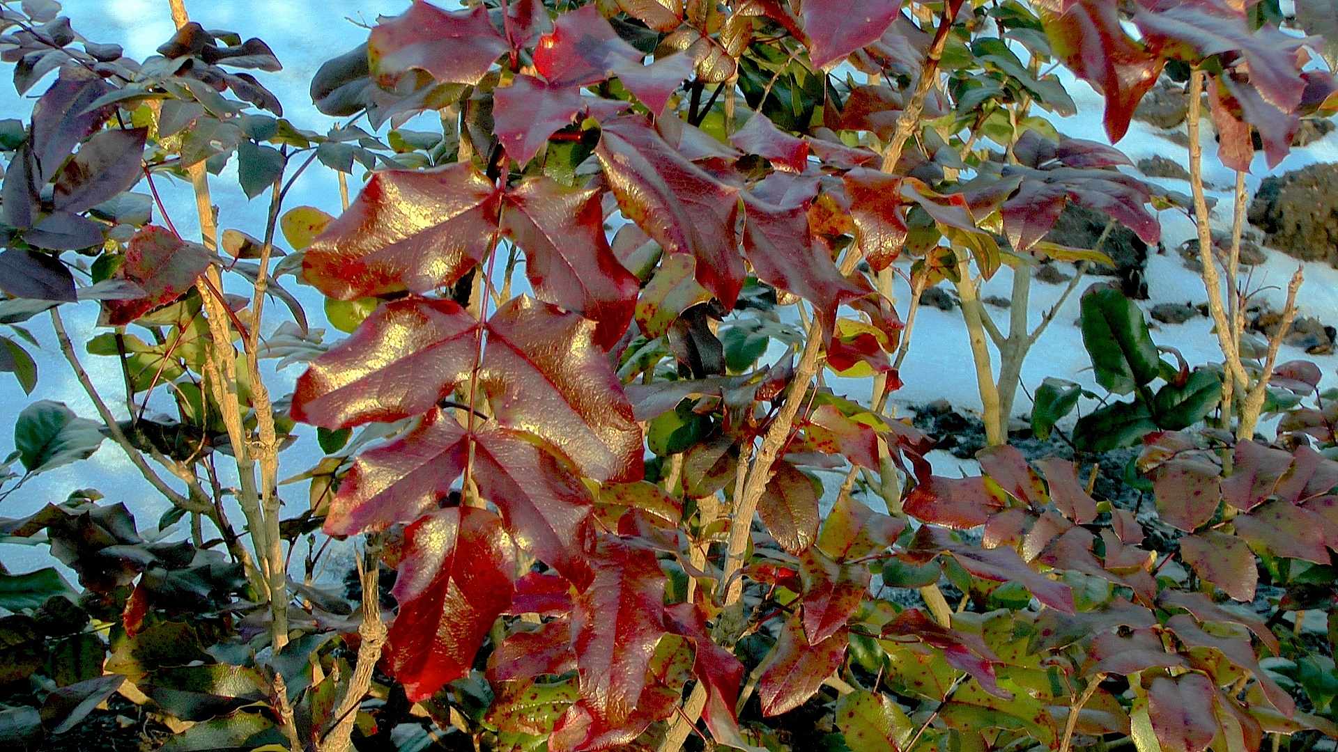 Mahonie (Mahonia) - im Pflanzenlexikon >> GartenNatur.com