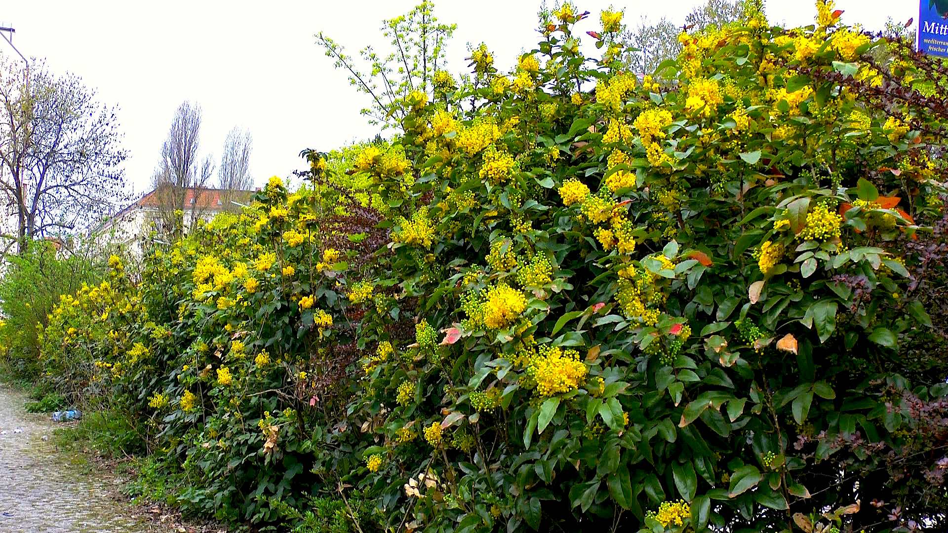Mahonie (Mahonia) - im Pflanzenlexikon >> GartenNatur.com