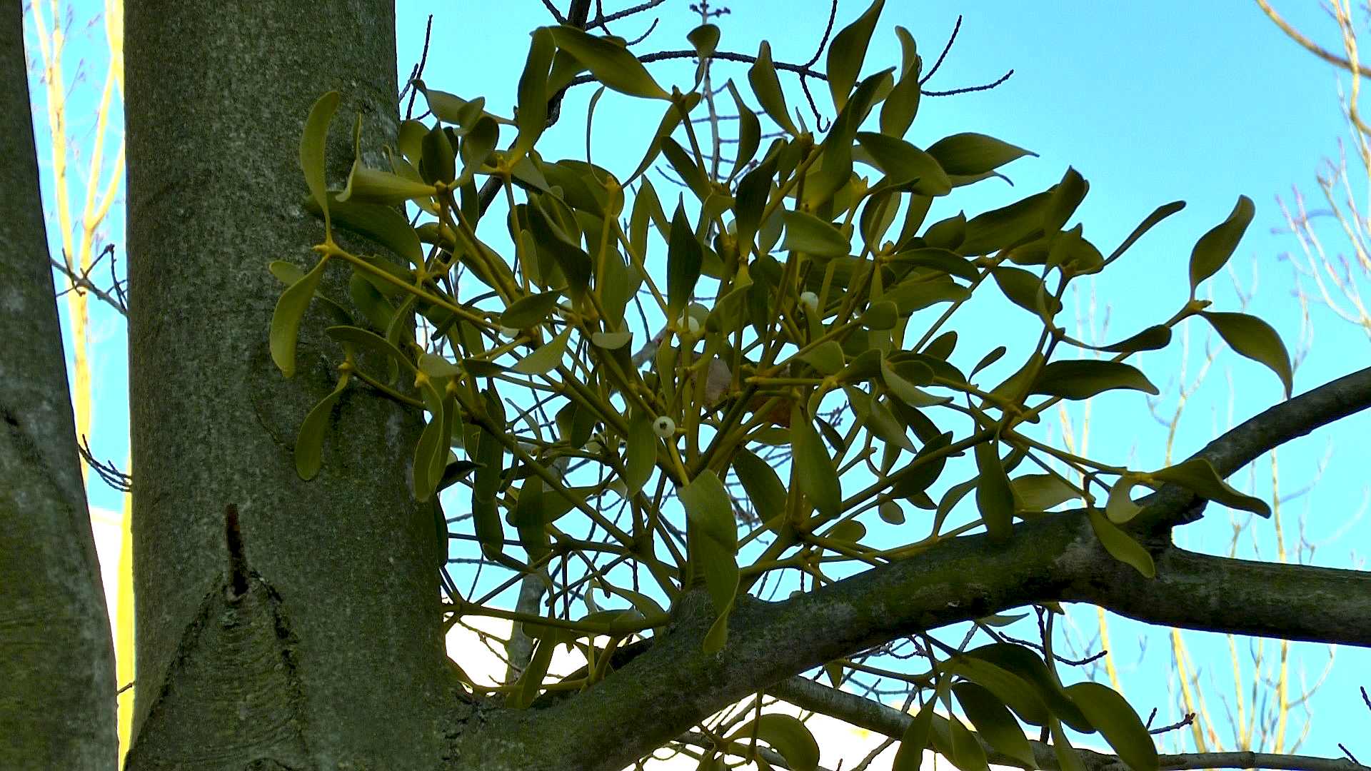 Mistel (Viscum) im Pflanzenlexikon >> GartenNatur.com