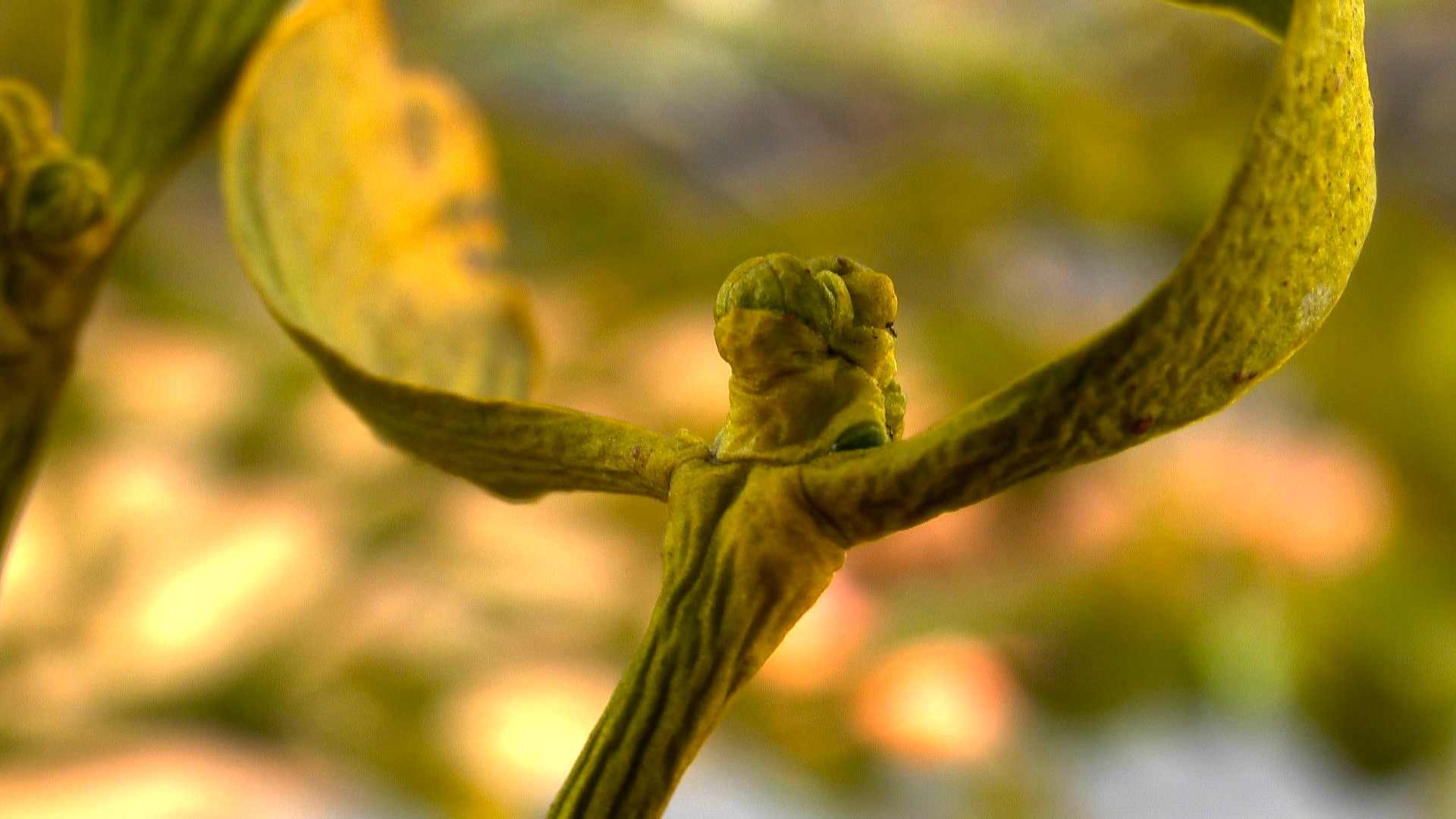 Mistel (Viscum) im Pflanzenlexikon >> GartenNatur.com