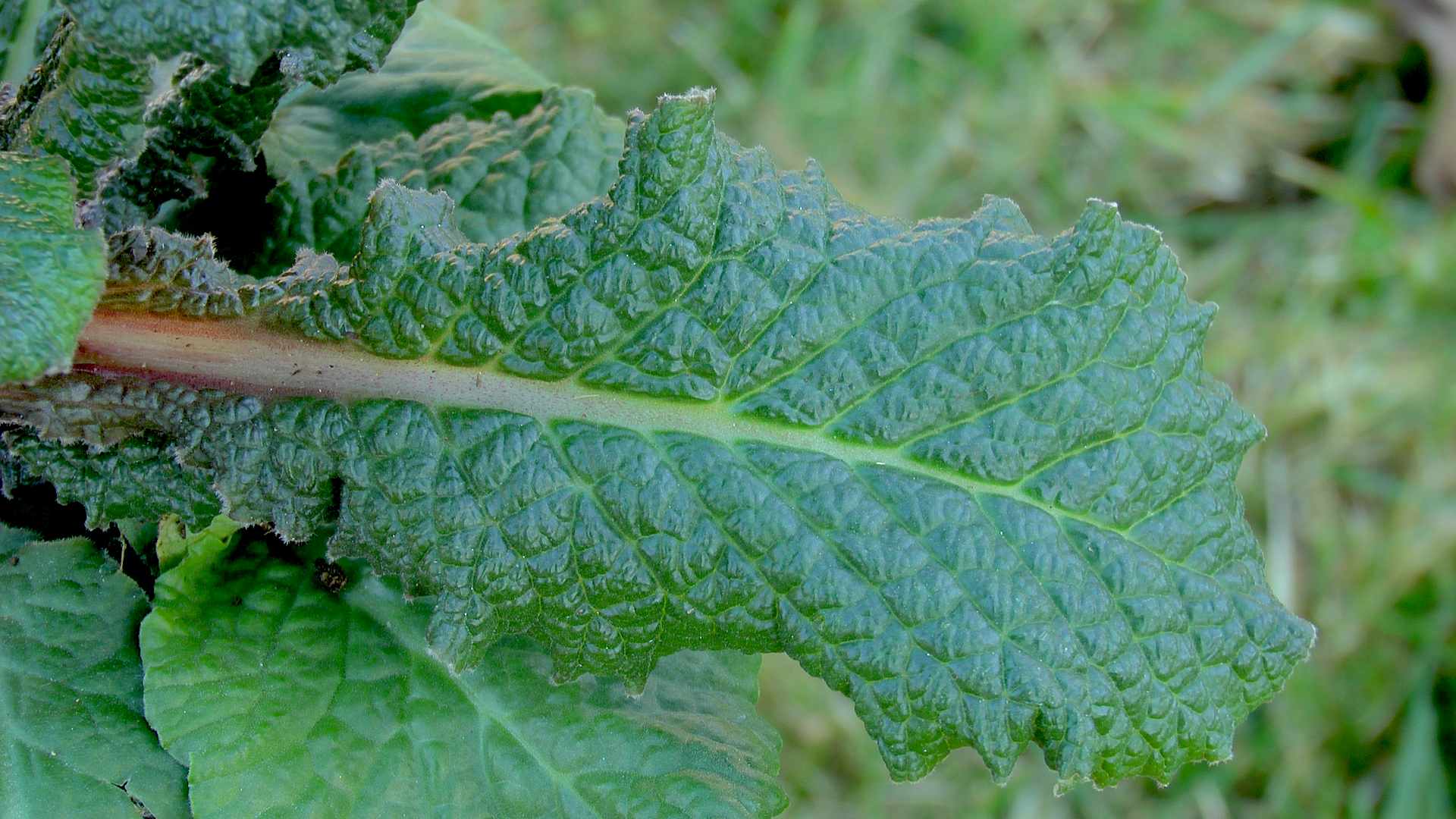 Primel / Schlüsselblume - im Pflanzenlexikon >> GartenNatur.com
