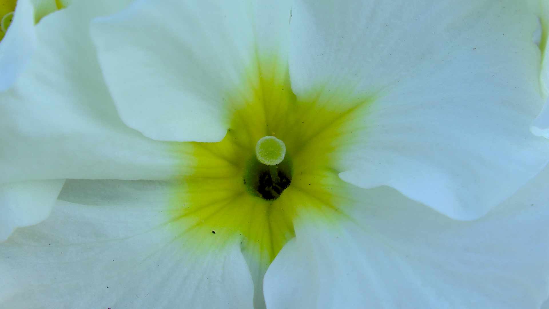 Primel / Schlüsselblume - im Pflanzenlexikon >> GartenNatur.com