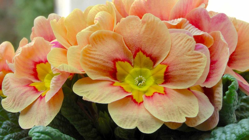 Primel / Schlüsselblume - im Pflanzenlexikon >> GartenNatur.com