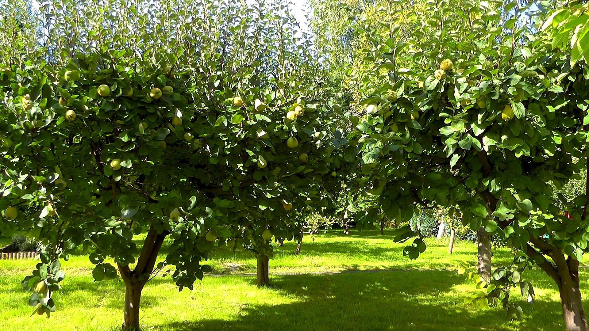 Quitte (Cydonia oblonga) - im Pflanzenlexikon >> GartenNatur.com