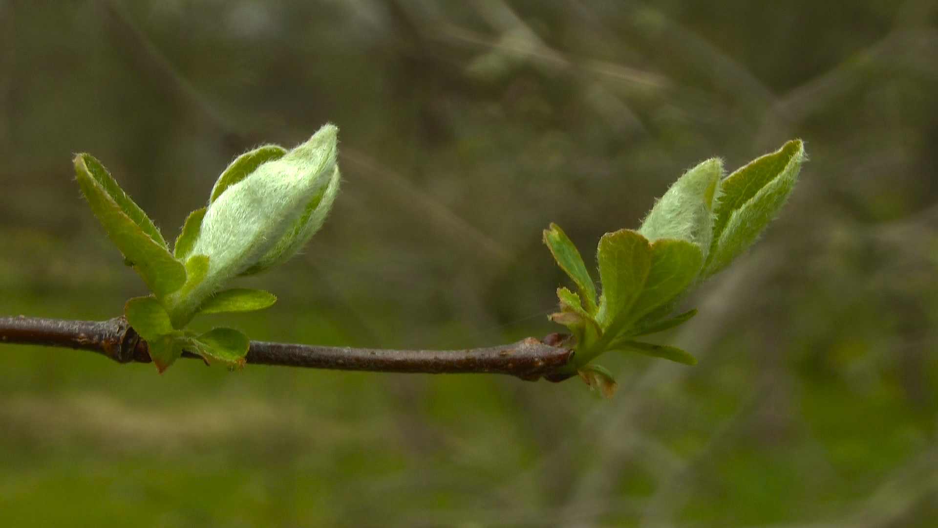Quitte (Cydonia oblonga) - im Pflanzenlexikon >> GartenNatur.com