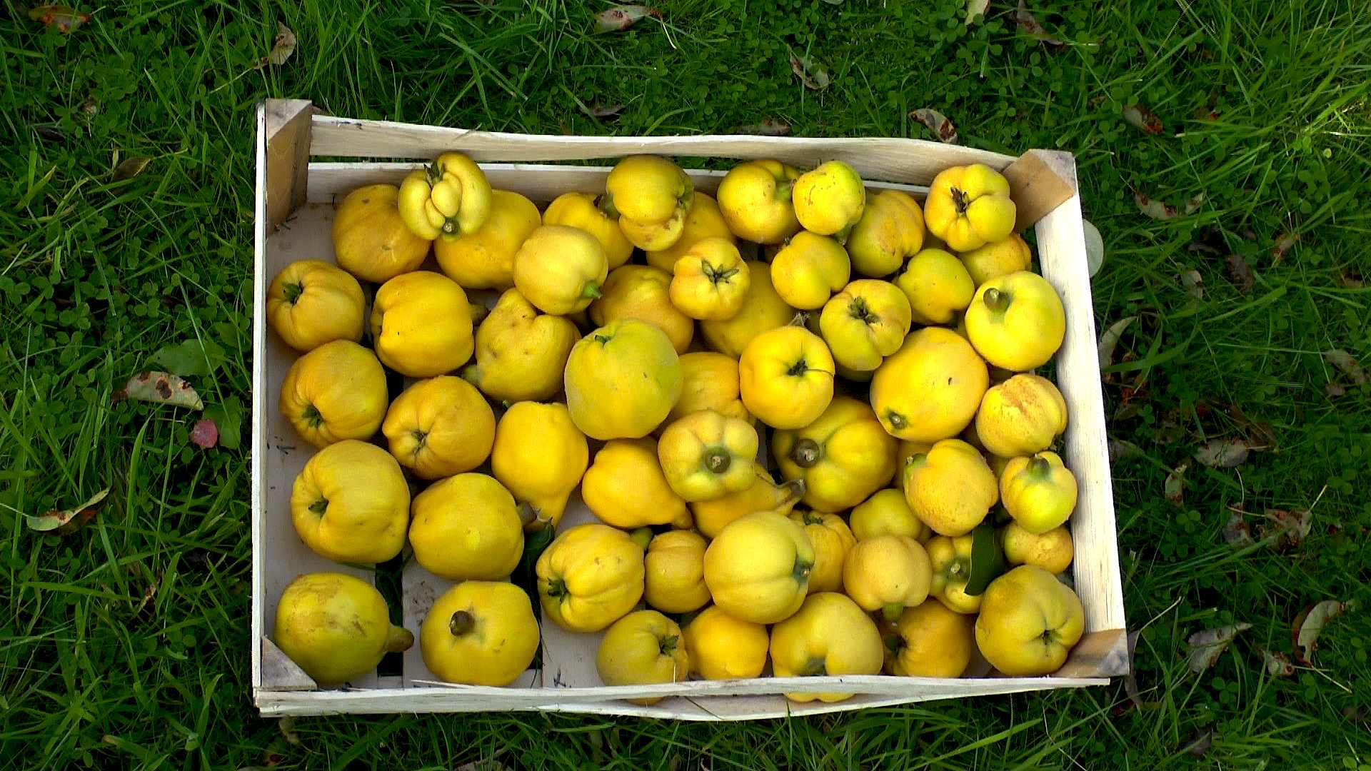 Quitte (Cydonia oblonga) - im Pflanzenlexikon >> GartenNatur.com