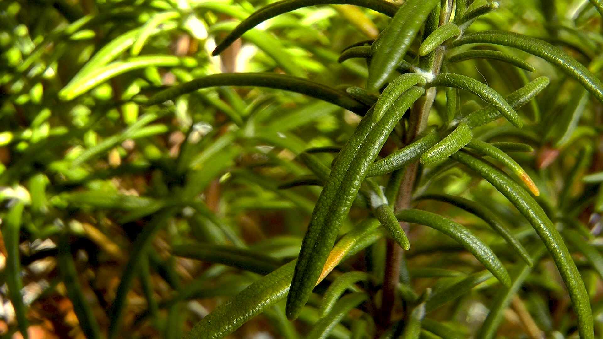 Rosmarin (Rosmarinus) - im Pflanzenlexikon >> GartenNatur.com