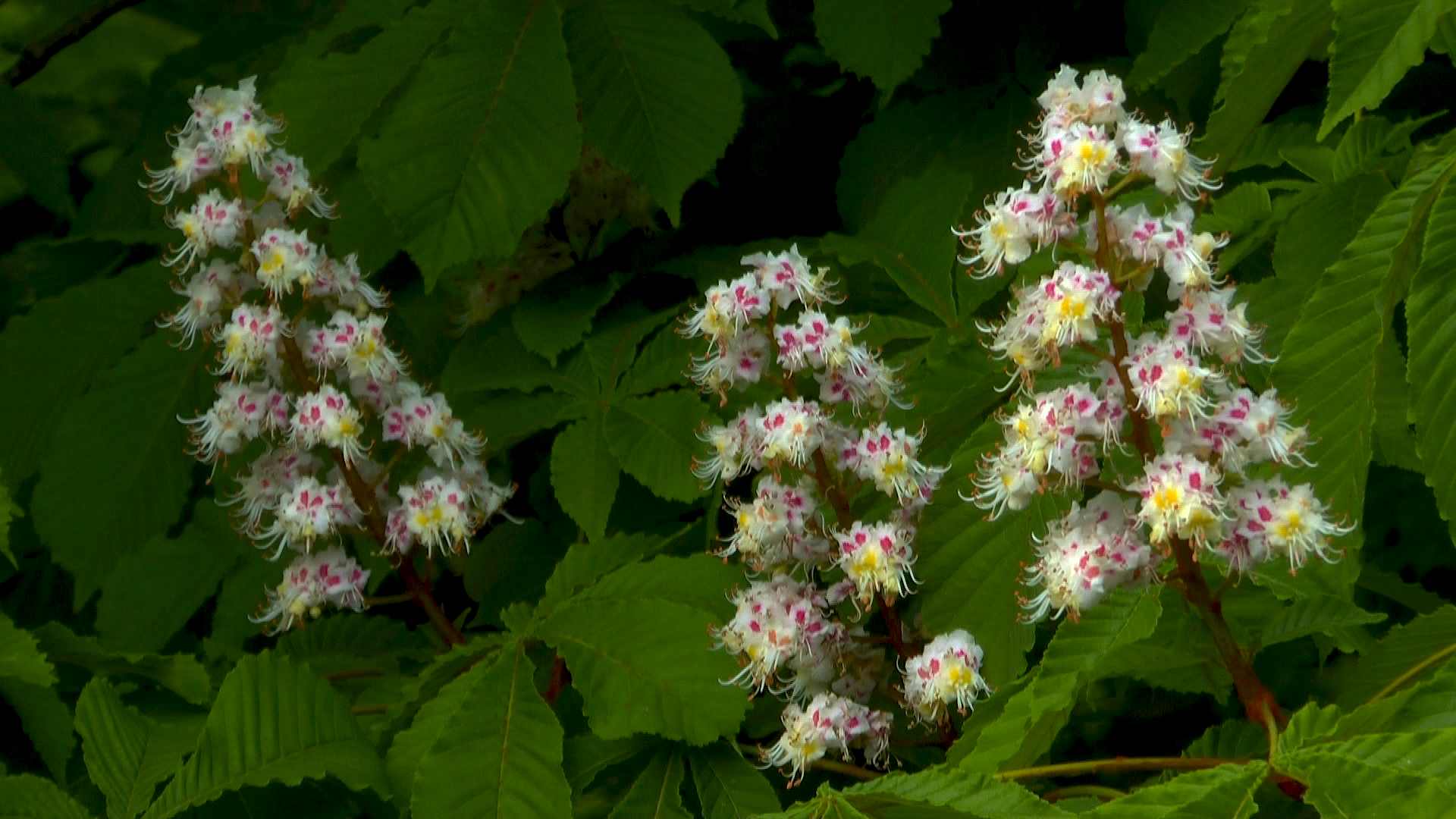 Rosskastanie (Aesculus hippocastanum) - Pflanzenlexikon >> GartenNatur.com
