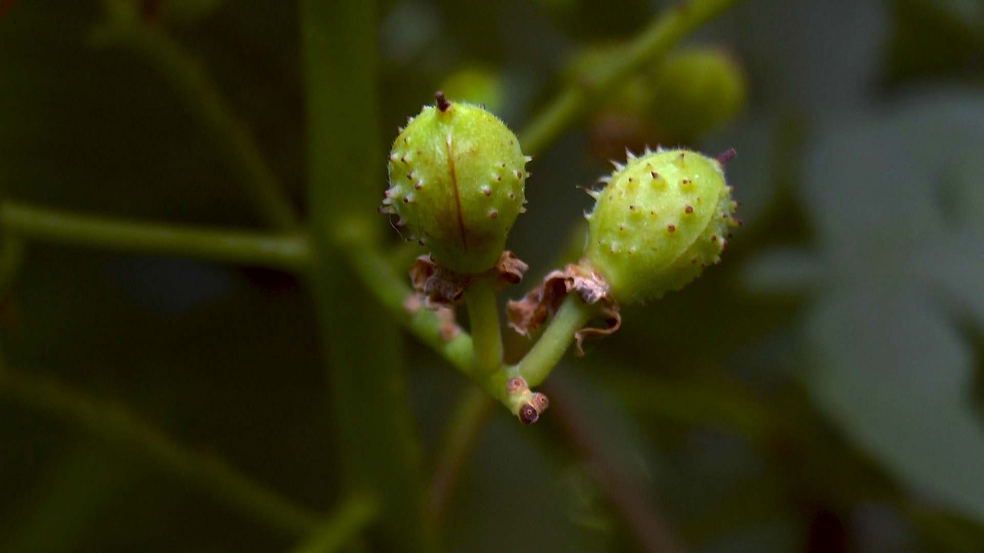 Rosskastanie (Aesculus hippocastanum) - Pflanzenlexikon >> GartenNatur.com