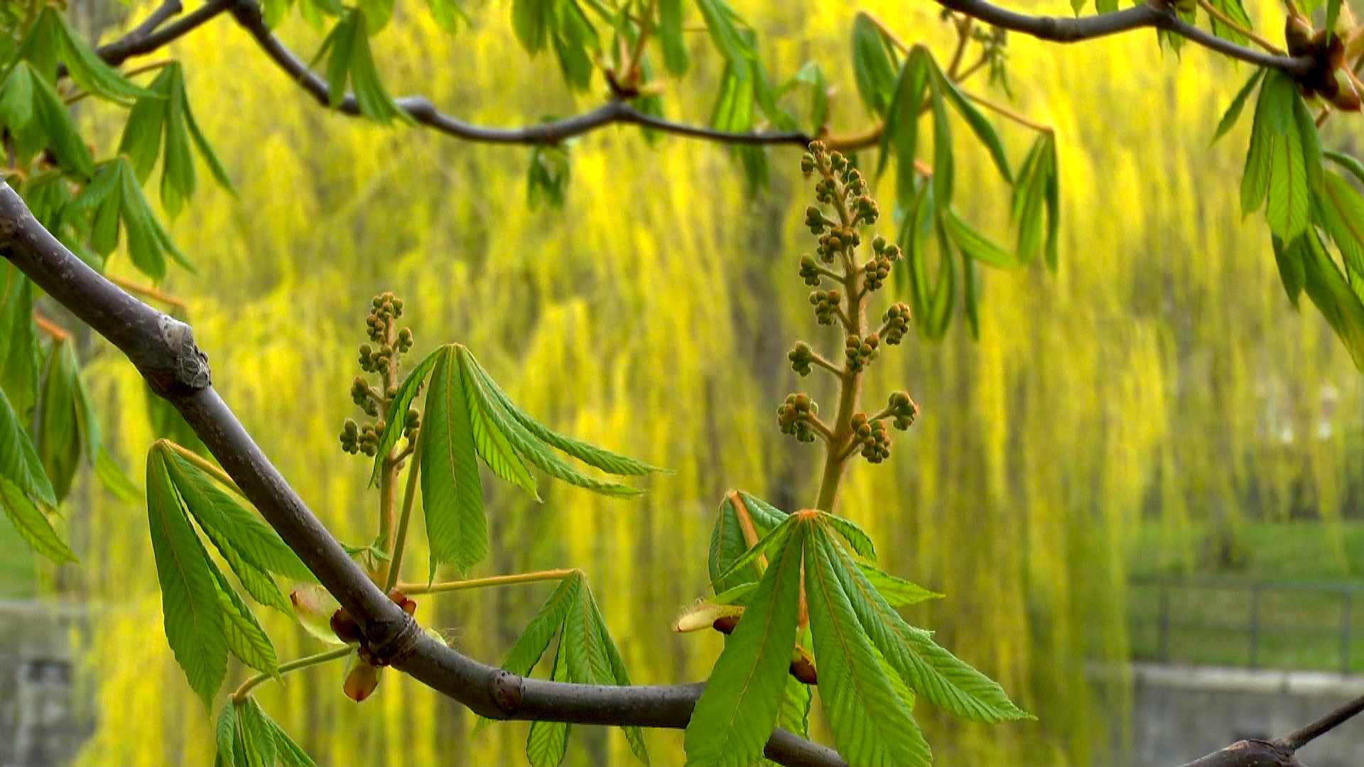 Rosskastanie (Aesculus hippocastanum) - Pflanzenlexikon >> GartenNatur.com