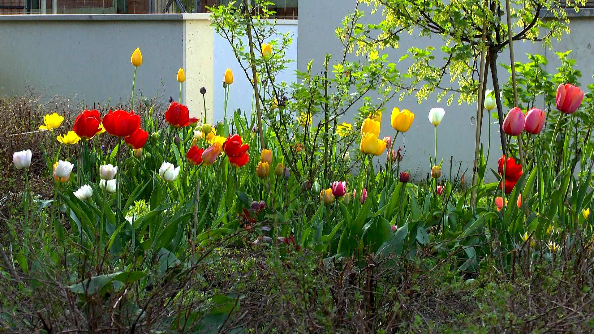 Tulpe (Tulipa) - im Pflanzenlexikon >> GartenNatur.com