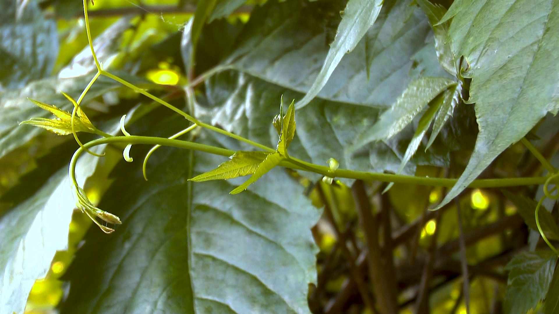 Wilder Wein / Jungfernrebe - im Pflanzenlexikon >> GartenNatur.com