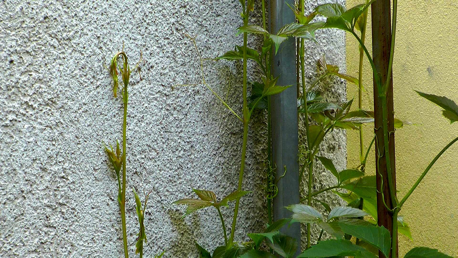 Wilder Wein / Jungfernrebe - im Pflanzenlexikon >> GartenNatur.com